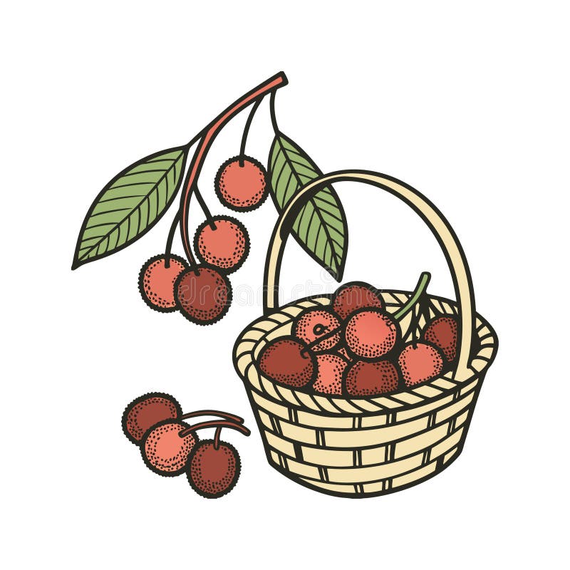 Fresh Cherries in a Basket, Cherry Tree Branch Stock Image ...