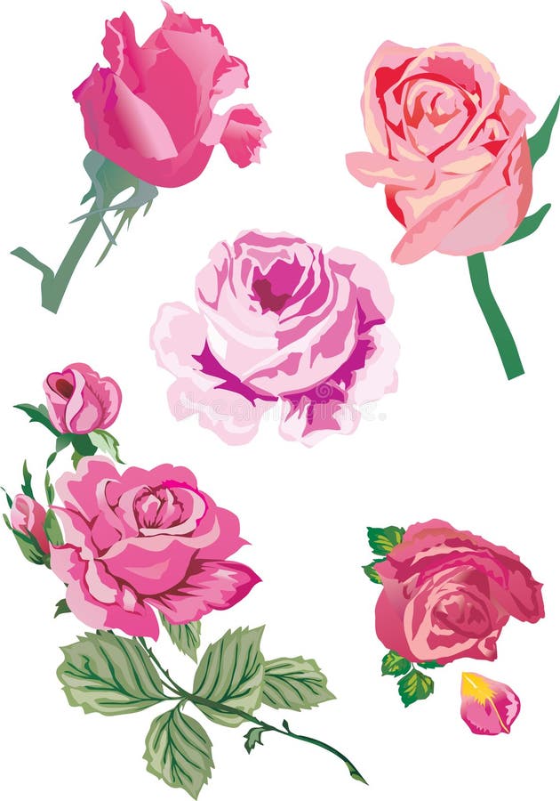 Illustration Rose De Cinq Roses Illustration Stock - Illustration du ...