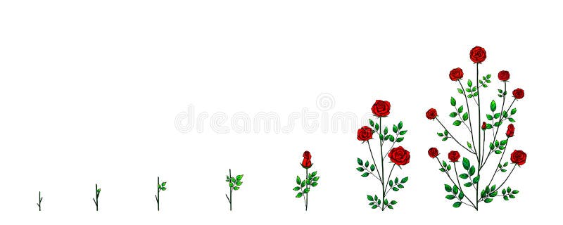 Illustration of Rose Growing Stock Illustration - Illustration of ...