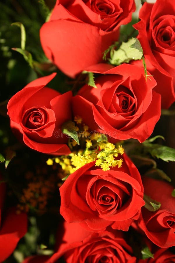 Illustration Rouge De Roses Image stock - Image du mariage, beauté: 7316791