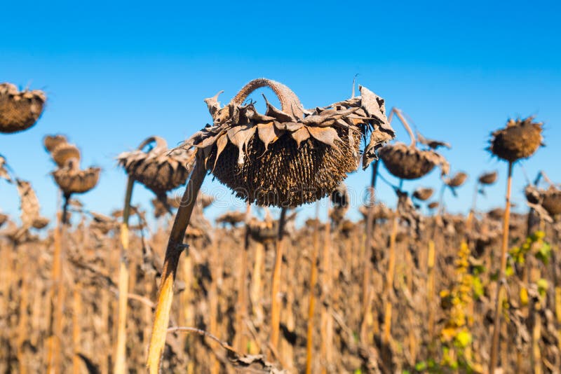Illustration of Scenics Fields with Ripe Sunflowers Stock Photo - Image ...