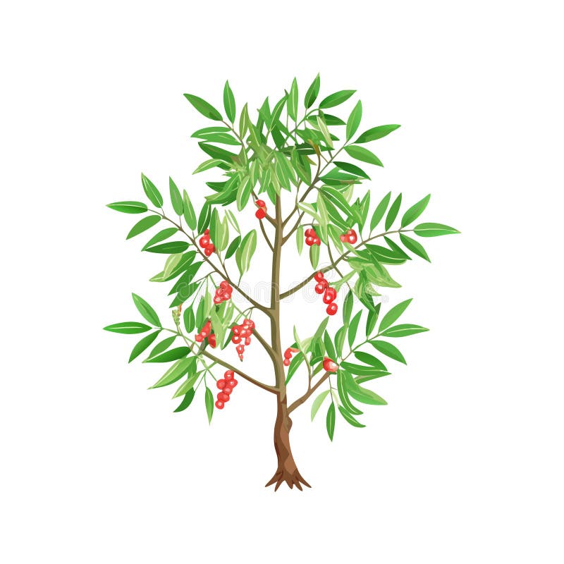 Illustration of Schinus Molle Tree with Red Berries and Green Leaves ...
