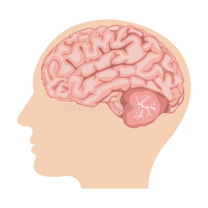 Illustration of Scientific Design Scheme, Human Brain Side View Vector ...