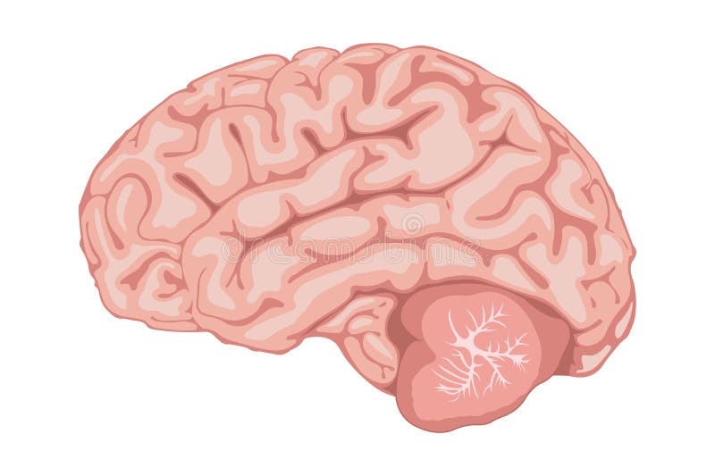 Illustration of Scientific Design Scheme, Human Brain Side View Vector ...