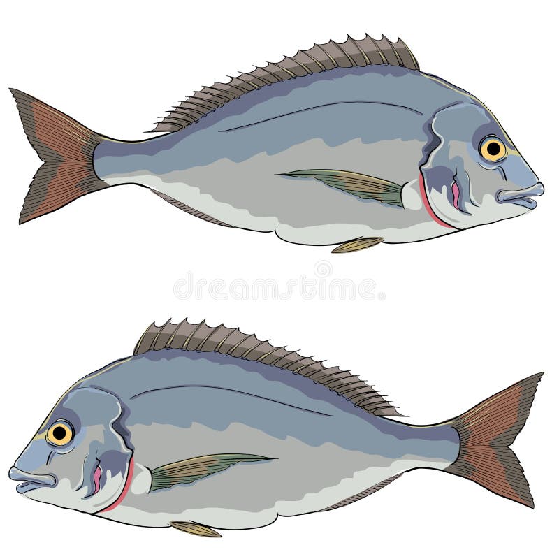 Illustration of Sea Bream Fish in Pairs Stock Vector - Illustration of ...