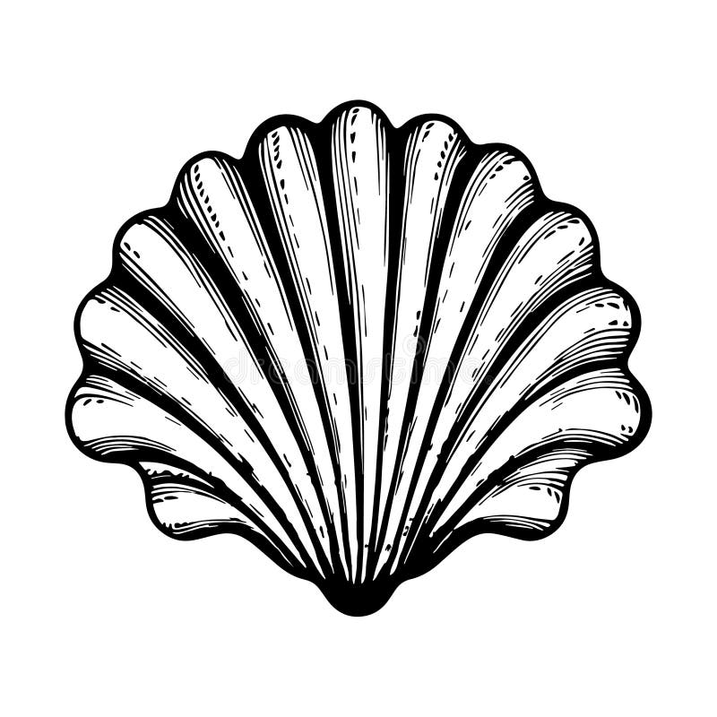 Illustration of Sea Shell in Engraving Style. Stock Vector ...