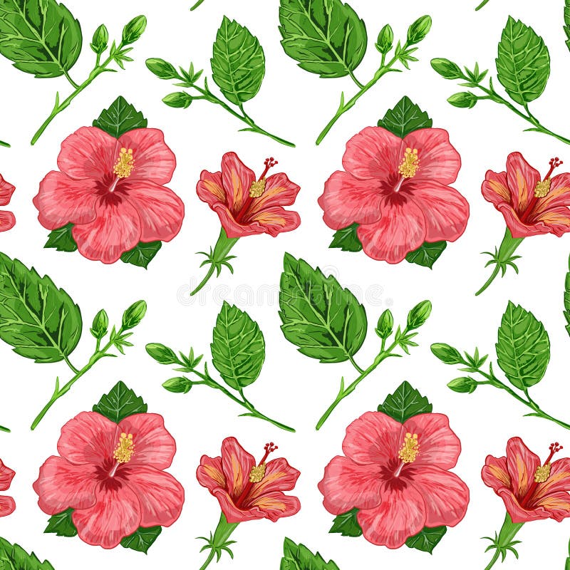Illustration Of A Seamless Pattern Of Hibiscus Plants Flowers And