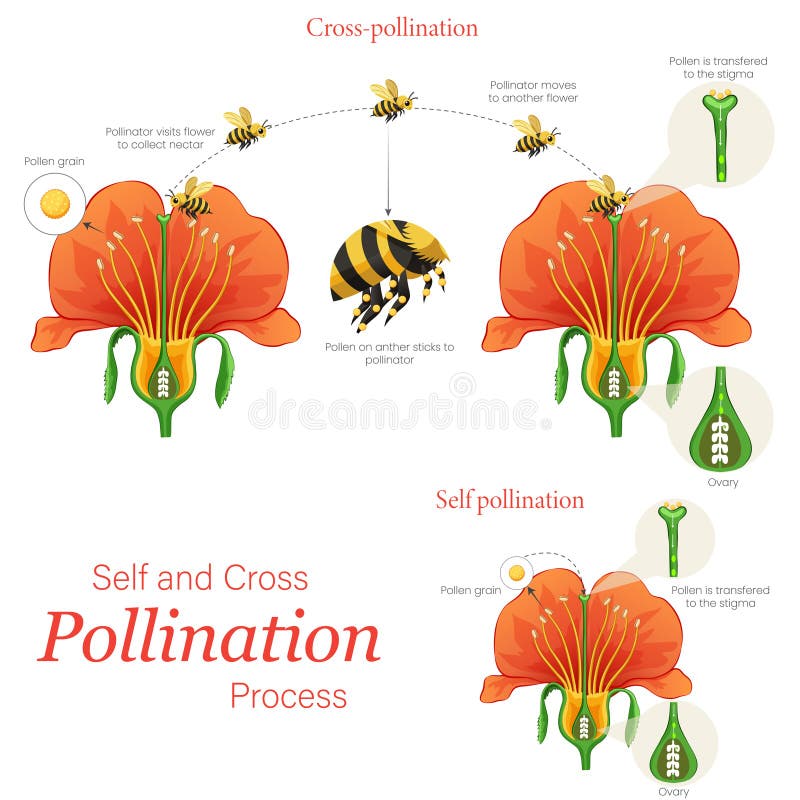 Illustration of Self and Cross Pollination Bee Pollinating Flowers ...