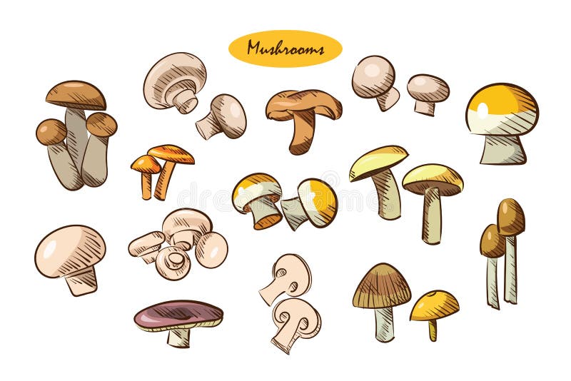 Illustration of a Set of Different Mushrooms Stock Vector ... Illustration of a Set of Different Mushrooms Stock Vector ...