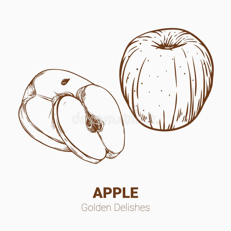 Illustration Set Of Drawing Apples Golden Delicious Elements. Ha Stock ...