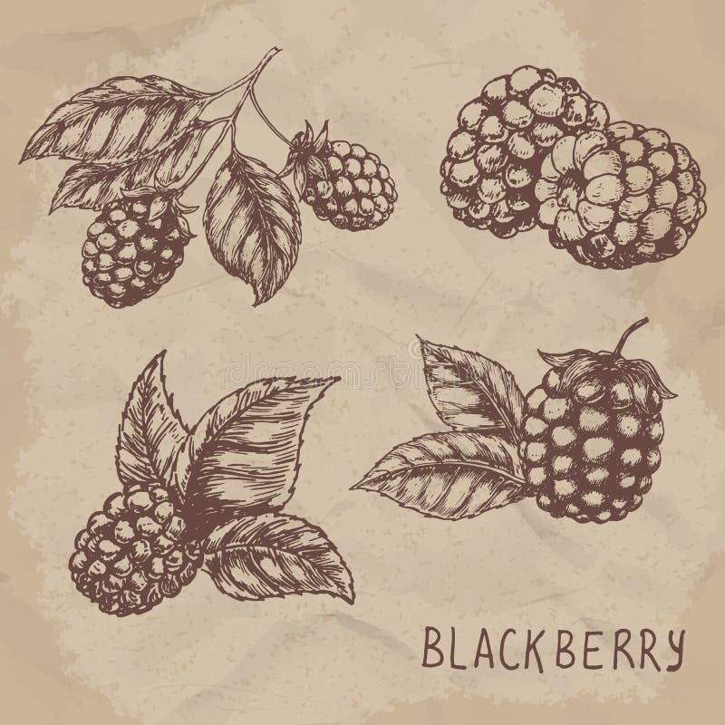 Antique Drawing Raspberry Stock Illustrations – 95 Antique Drawing ...