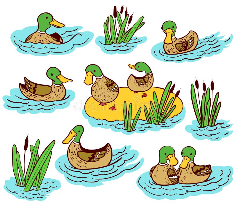 Illustration Set with Ducks and Reed on Water Stock Vector ...