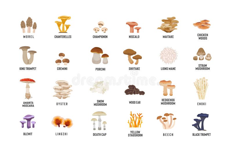 Illustration Set of Various Types of Mushrooms Stock Vector ...