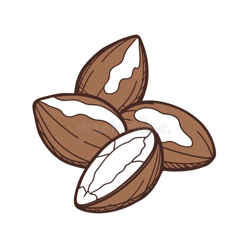 Illustration of Several Brazil Nuts Stacked in a Group Stock ...