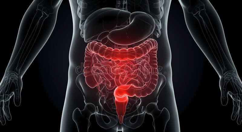 Examining Human Digestive System Anatomy in Red Highlight Stock ...