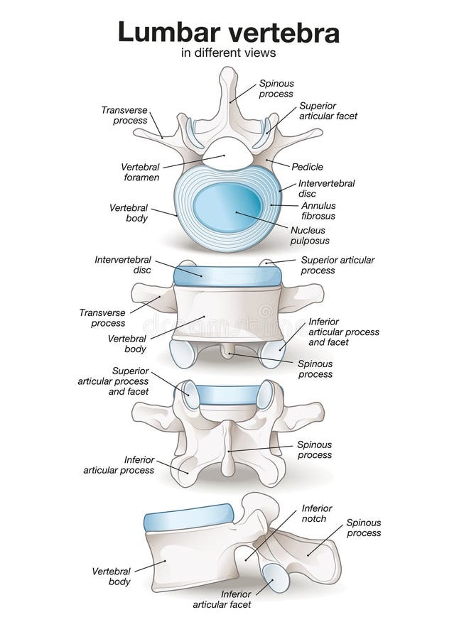 Healthy Lumbar Vertebrae. Different Views Stock Illustration ...
