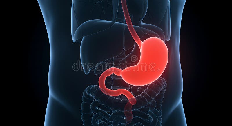Examining Human Stomach Anatomy Illustration Stock Illustration ...