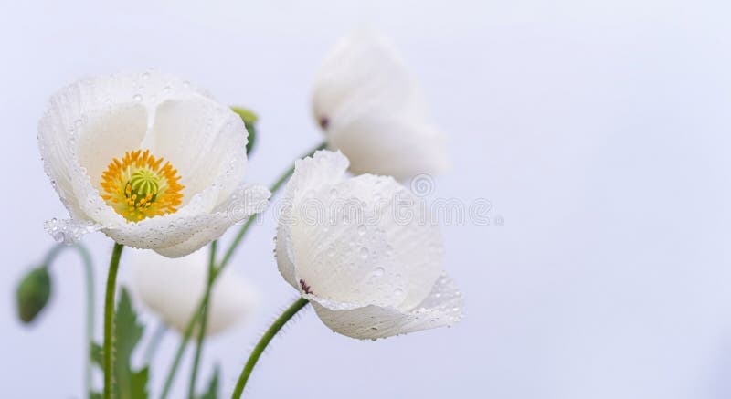 Idea Versus Concept Illustration with Light Bulbs and Boxes Progressing ...