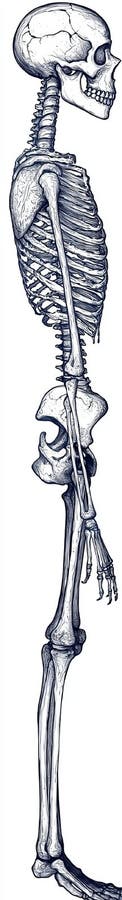 An Illustration Showing a Side View of the Human Skeleton Stock Photo ...