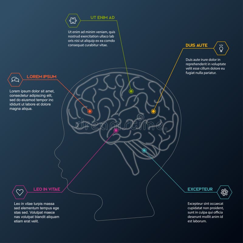 Illustration Showing the Structure of the Human Brain. Brain Zone ...
