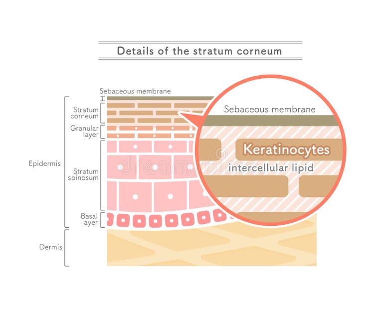 Illustration Showing the Structure of the Stratum Corneum.English ...