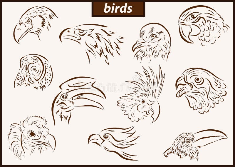 Illustration shows a birds stock vector. Illustration of flight - 88023585