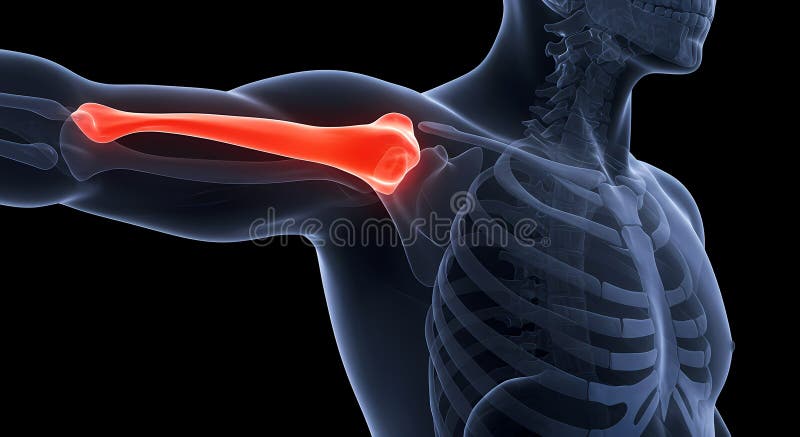 Humerus Bone Illustration in the Human Body Stock Illustration ...