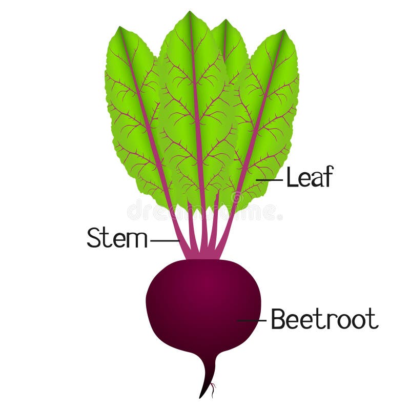 Beetroot Plant with Roots, Vector Illustration Isolated on White ...