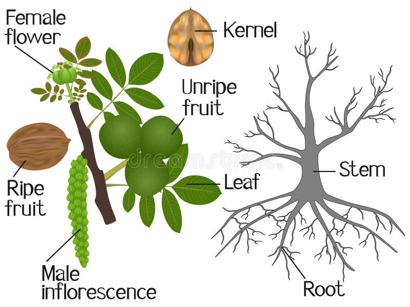 Cycle of a Walnut Plant Growth Isolated on White Background. Stock ...