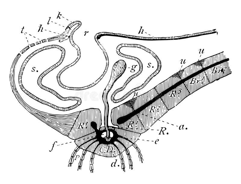 Antedon Rosacea Stock Illustrations – 1 Antedon Rosacea Stock ...