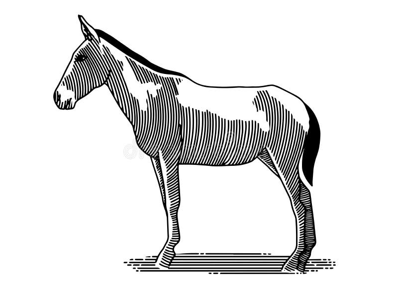 Mule stock vector. Illustration of mule, engraving, animal - 158453697