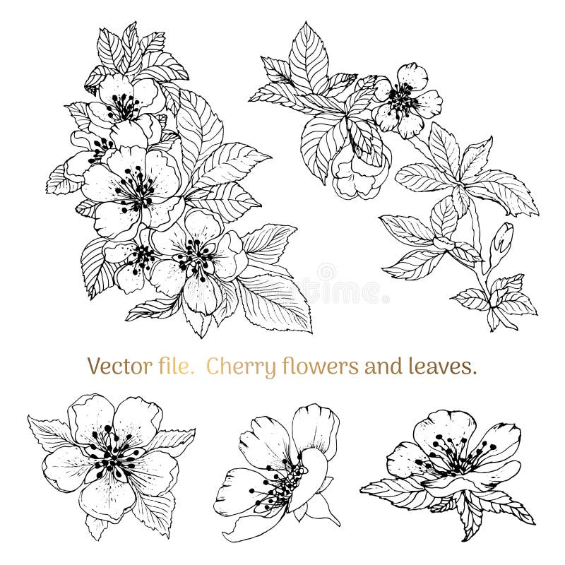 Illustration with a Silhouette of Flowers of a Cherry Tree on a White ...