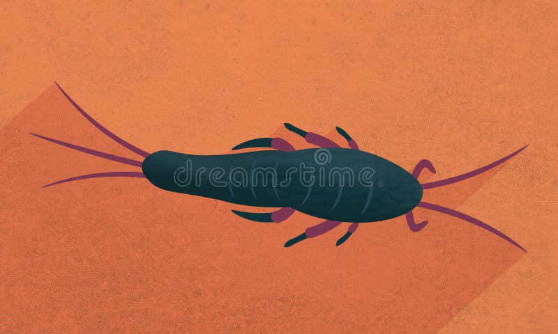 Illustration of a Silverfish on Orange Background Stock Illustration ...