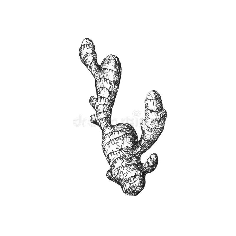 Ginger Illustration, Drawing, Engraving, Ink, Line Art, Vector Stock ...