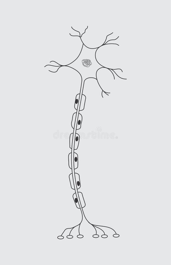 A single neuron stock illustration. Illustration of graphic - 3426389