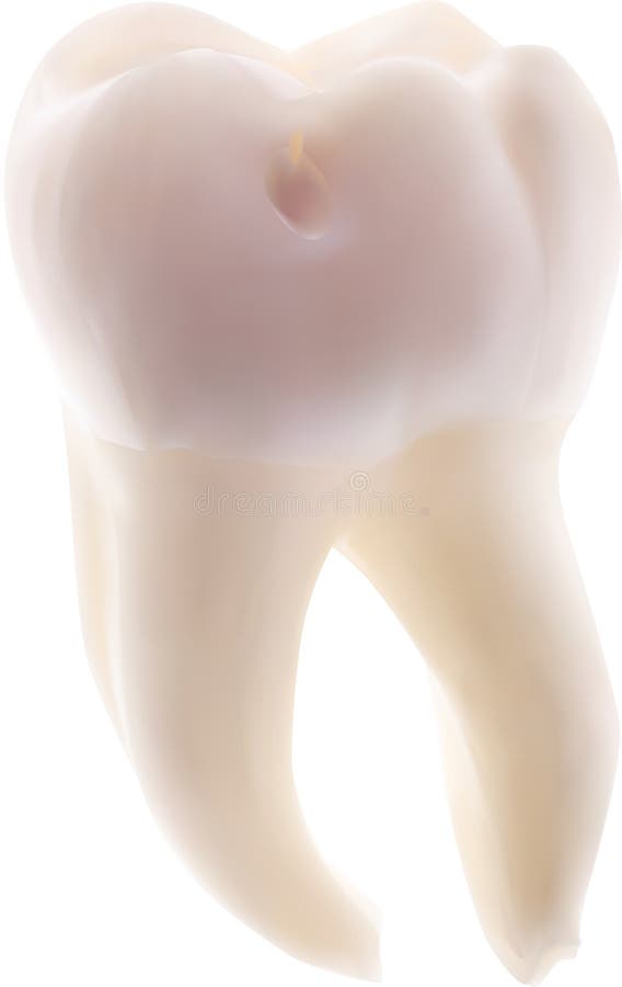 Single Human Skeleton on White Stock Image - Image of death, standing ...