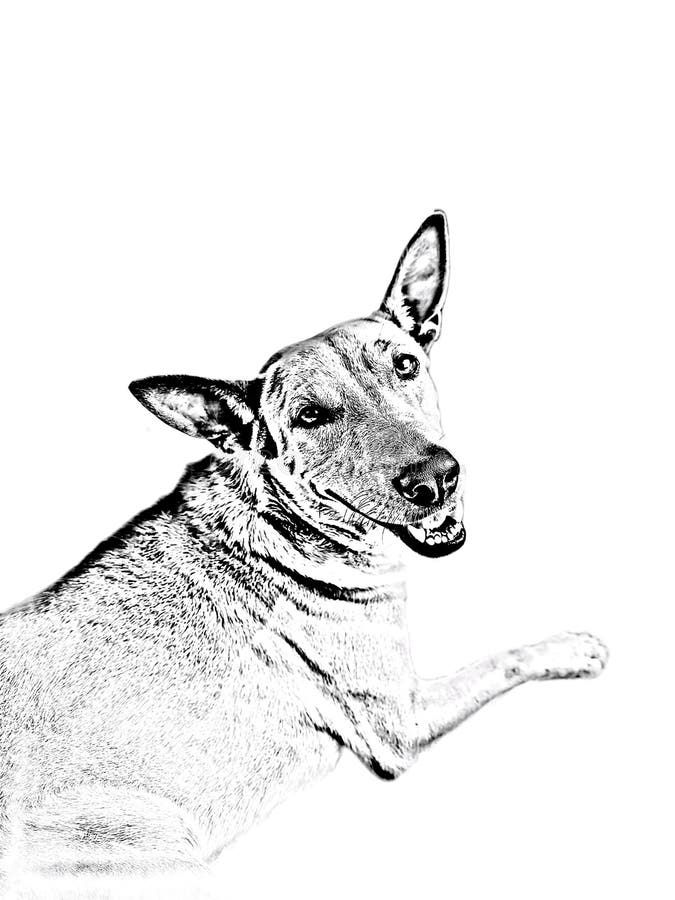Illustration of a Sitting Stray Dog ??sketch Stock Image - Image of ...