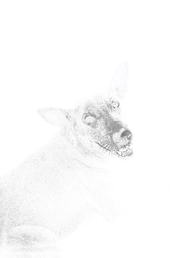 Illustration of a Sitting Stray Dog ??sketch Stock Photo - Image of ...