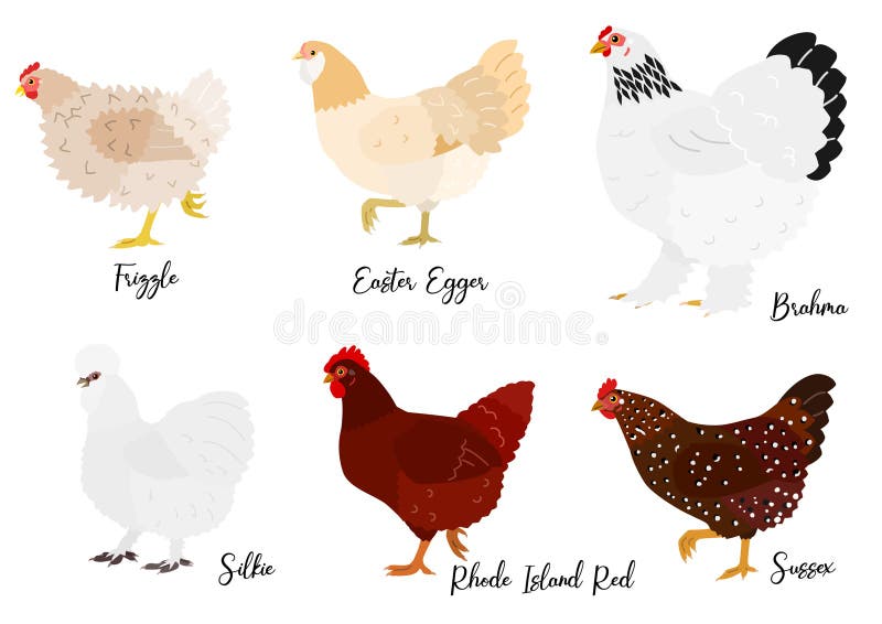 A Set of Popular Chicken Breeds Stock Vector - Illustration of island ...