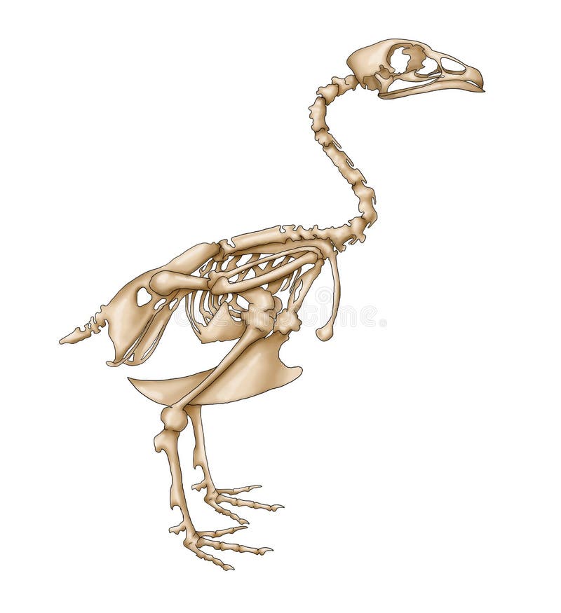 Chicken Stock Illustrations – 152,541 Chicken Stock Illustrations ...