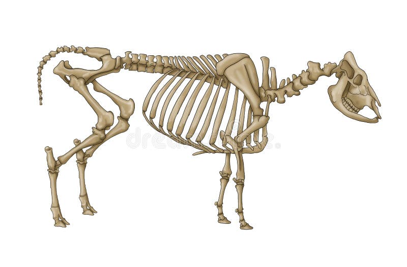 Ox Skeleton Clipart Animated