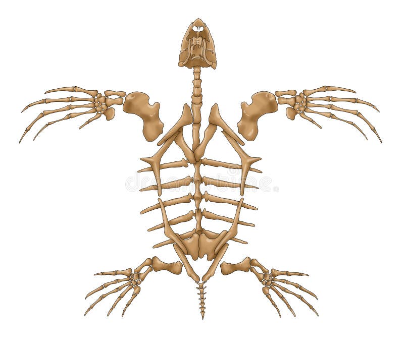 Sea Turtle Skeleton