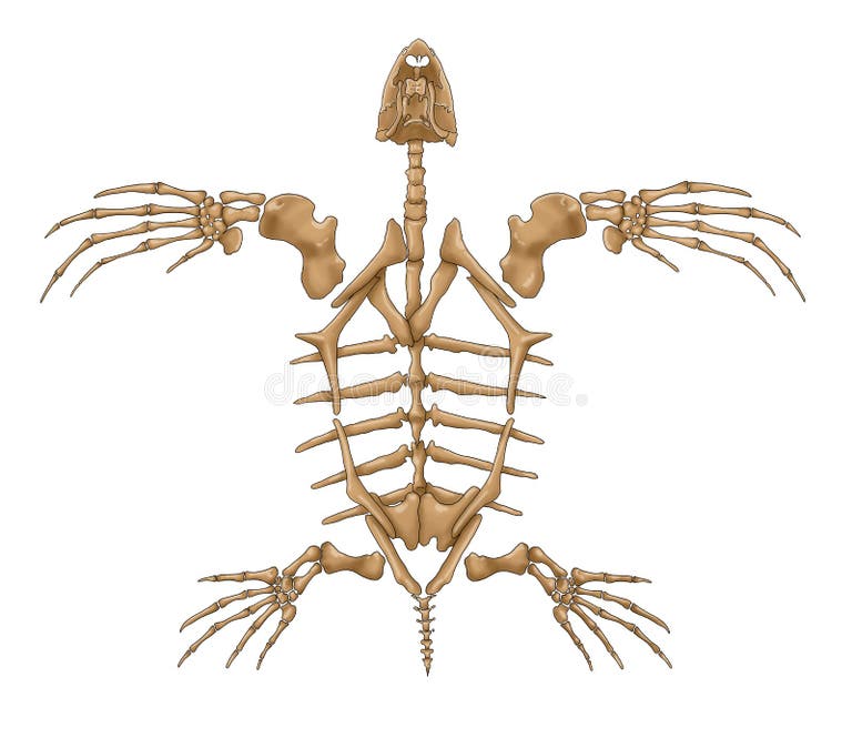 Turtle skeleton stock illustration. Illustration of turtle - 176589979