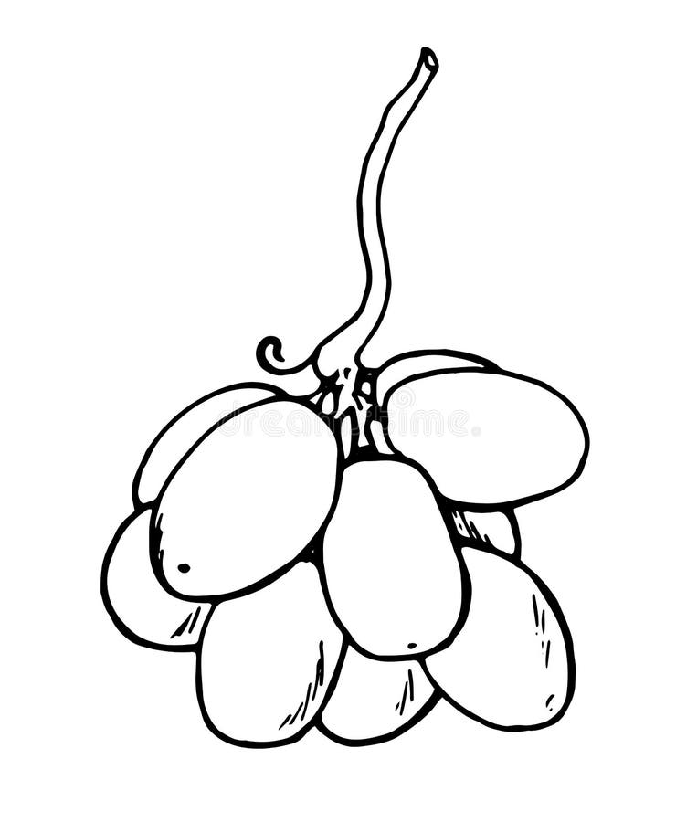 Illustration of a Small Sprig of Grapes Drawn by Hand. Grape Fruit Icon ...