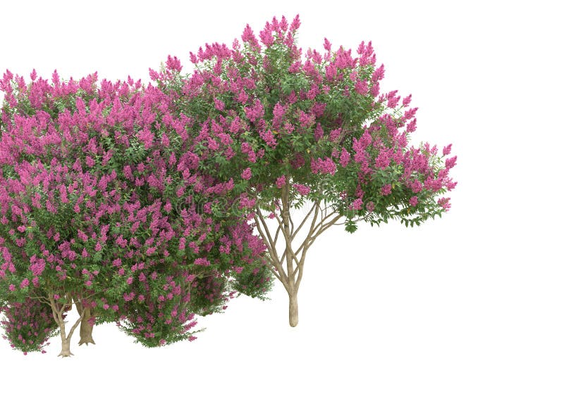 Illustration of Small Trees with Flowers Stock Image - Image of ...