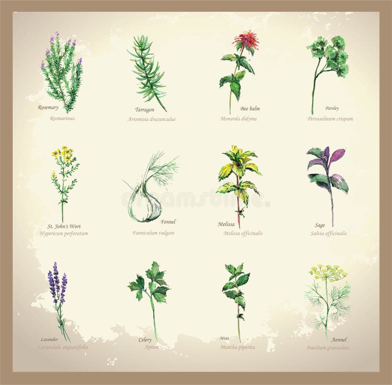 Stamp colored herbs set stock vector. Illustration of cooking - 45629882