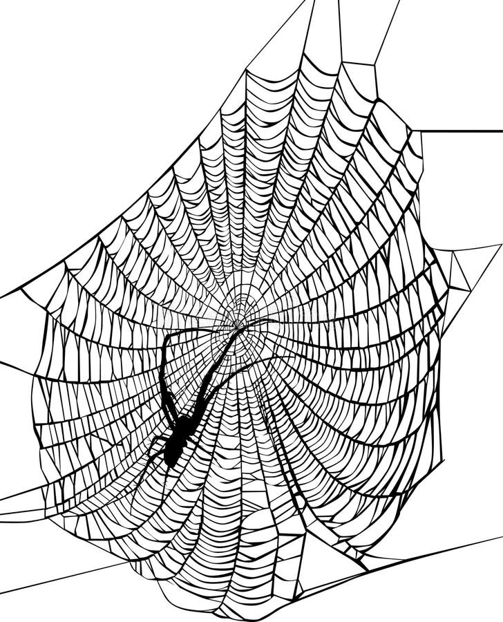 White spider web stock illustration. Illustration of sketch - 10521674