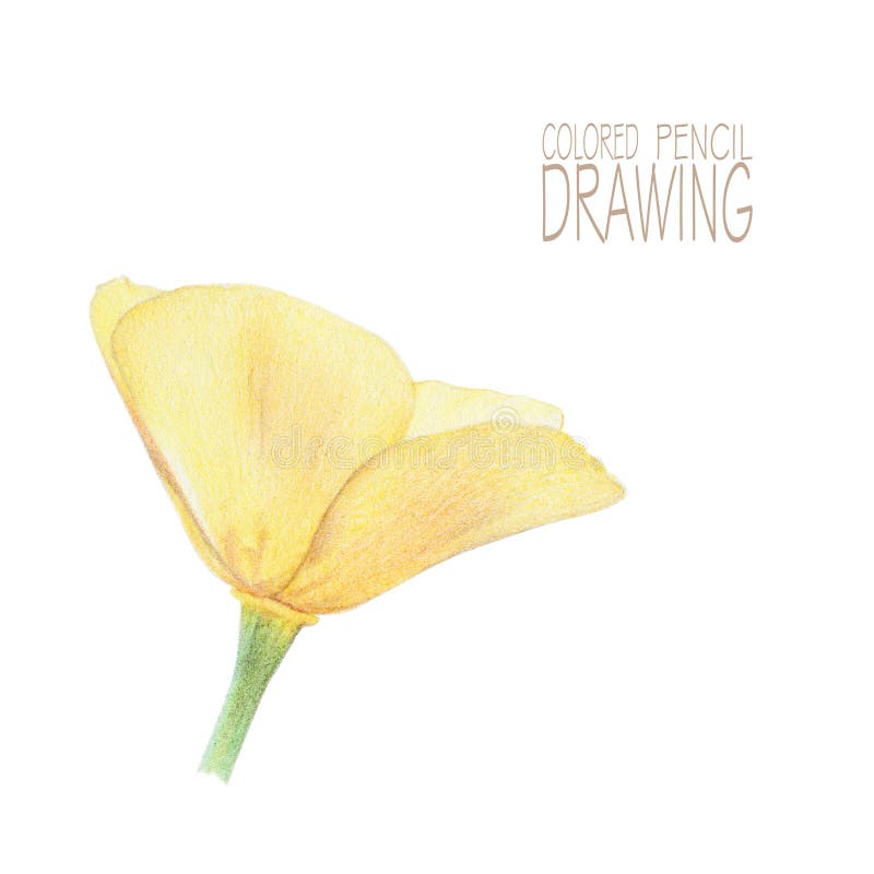 Illustration with Spring Flower Stock Illustration - Illustration of ...