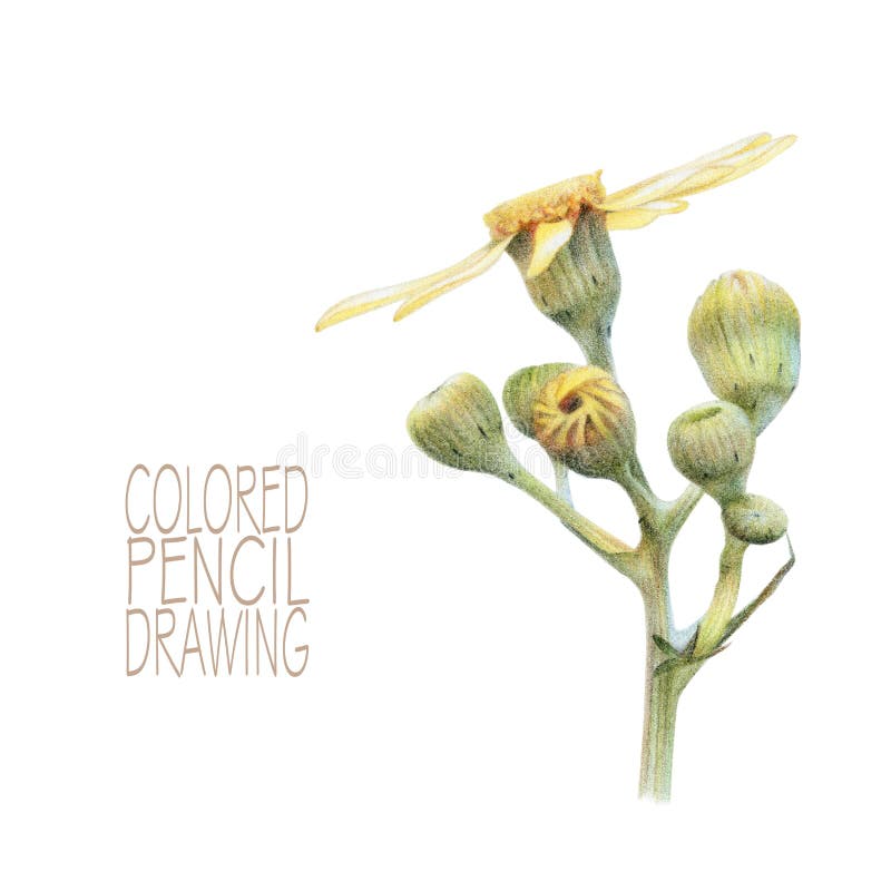 Illustration with Spring Flower Stock Illustration - Illustration of ...