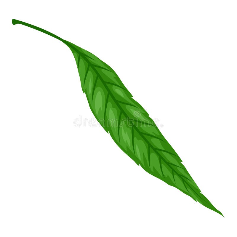 Illustration of Spring Willow Leaf. Beautiful Decorative Plant. Stock ...